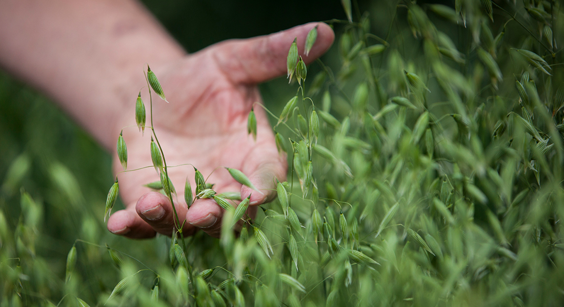 The Jordans Farm Partnership - Jordans Cereal